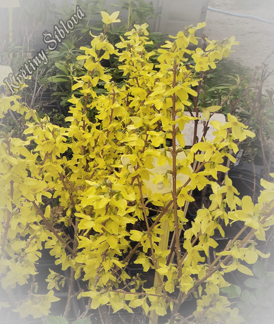 OKRASNÉ KEŘE | Forsythia viridissima 'Bronxensis' | Květiny Šíblová