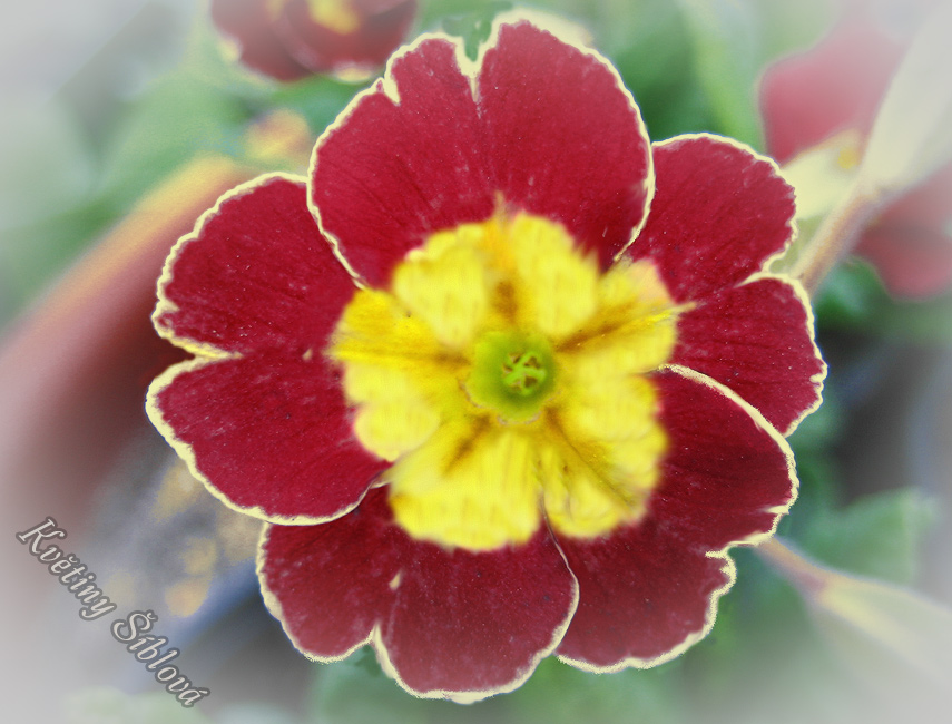 SKALNIČKY A TRVALKY | Primula elatior 'Victoriana Gold Lace Red ...